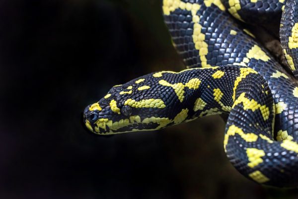 How to Set Up VTube Studio for Twitch Streaming